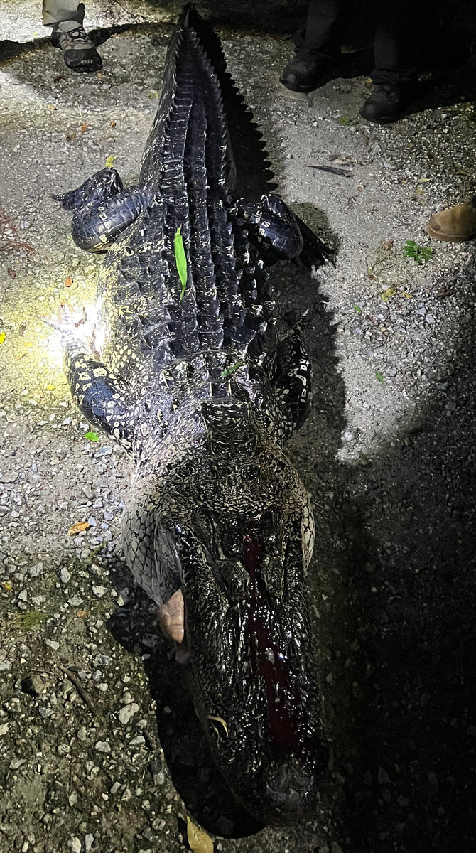 5 Best Tips for Alligator Hunting – Dagger Defense